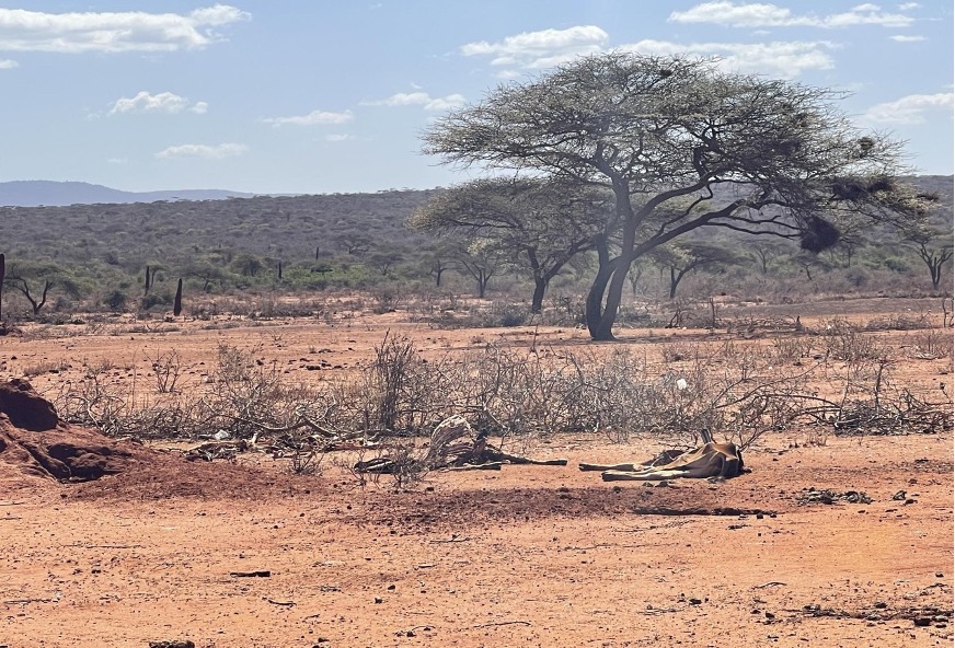 Pastoralism at a crossroads: What does the future hold for Ethiopia’s ...